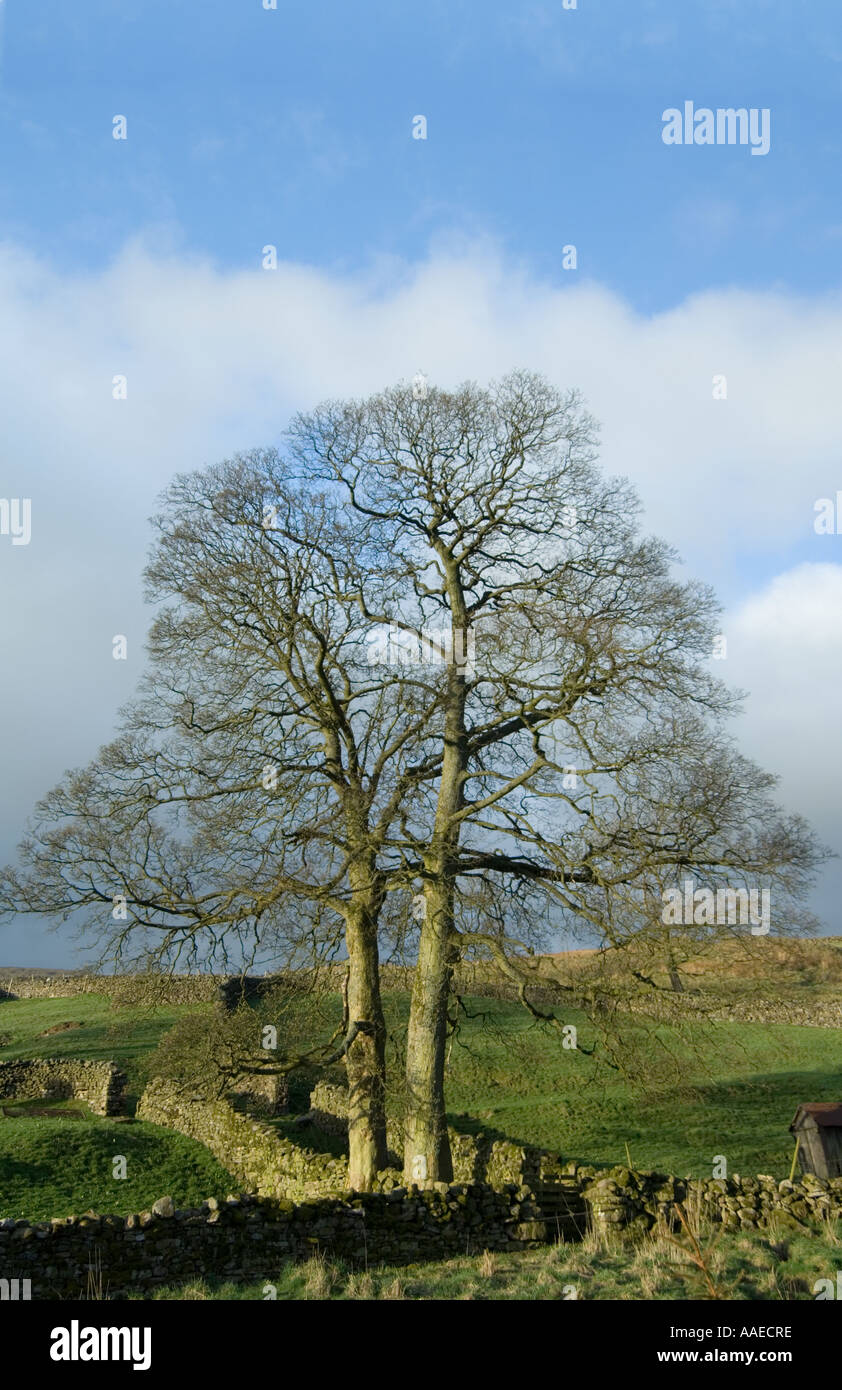 The dry stone walls and trees in early spring, Yorkshire Dales, North ...