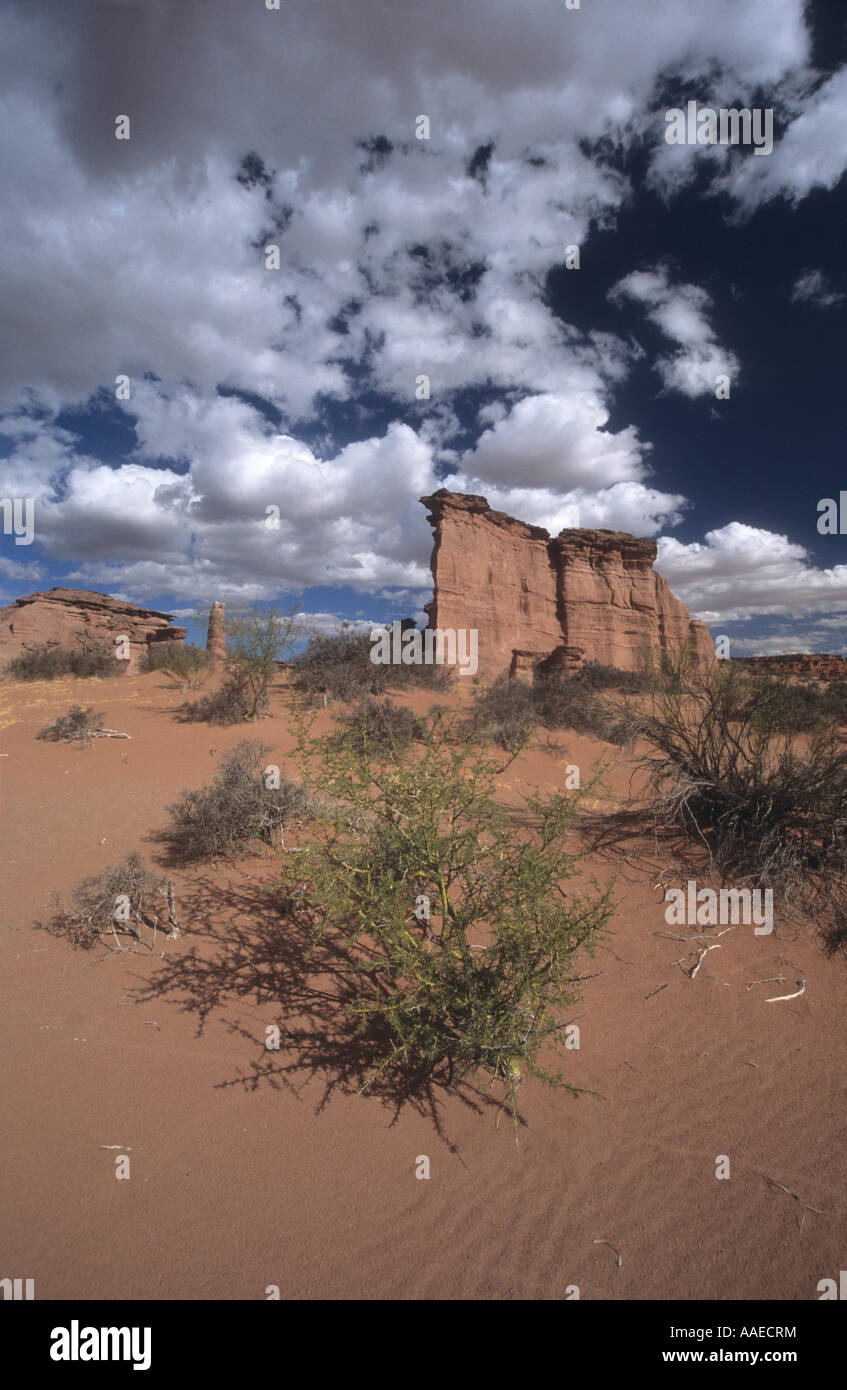 Chanar brea plant hi-res stock photography and images - Alamy