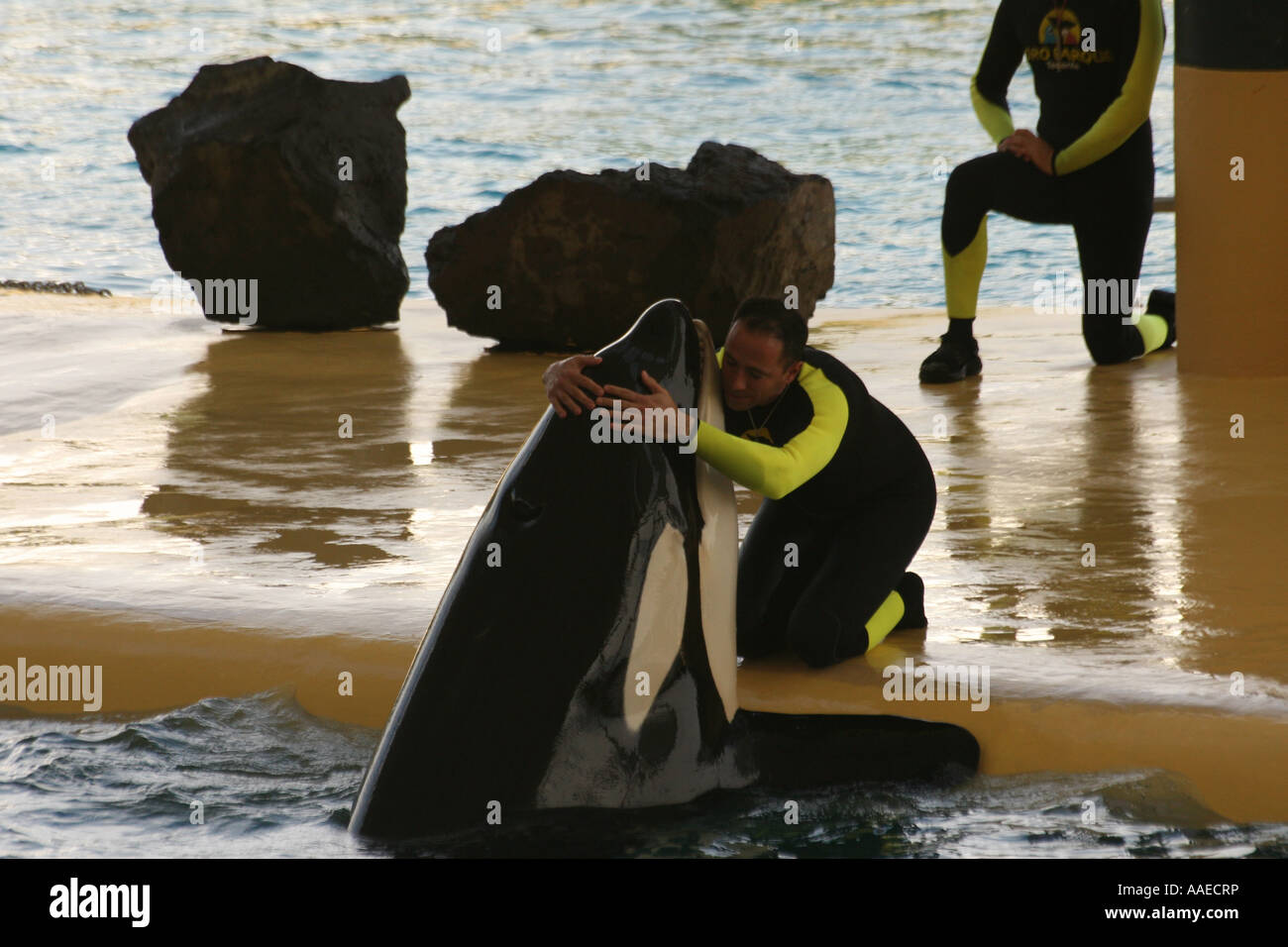 Keeper hugs Orca at Orca Ocean Loro Parque Puerto De La Cruz Tenerife ...