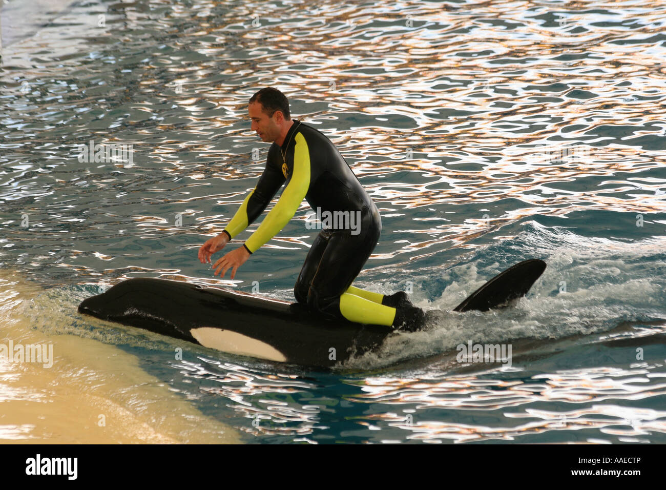 Trainer riding Orca at Orca Ocean Loro Parque Puerto De La Cruz ...