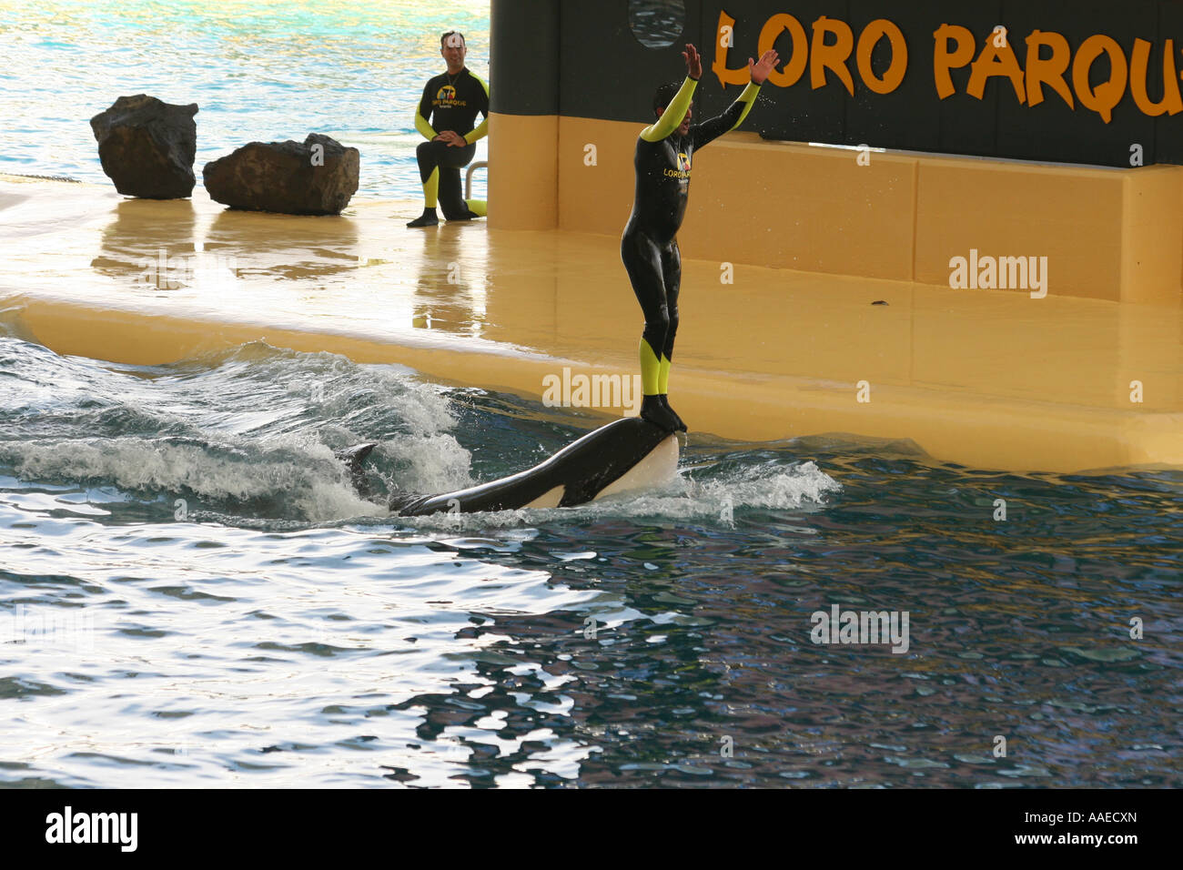 Trainer riding Orca at Orca Ocean Loro Parque Puerto De La Cruz ...