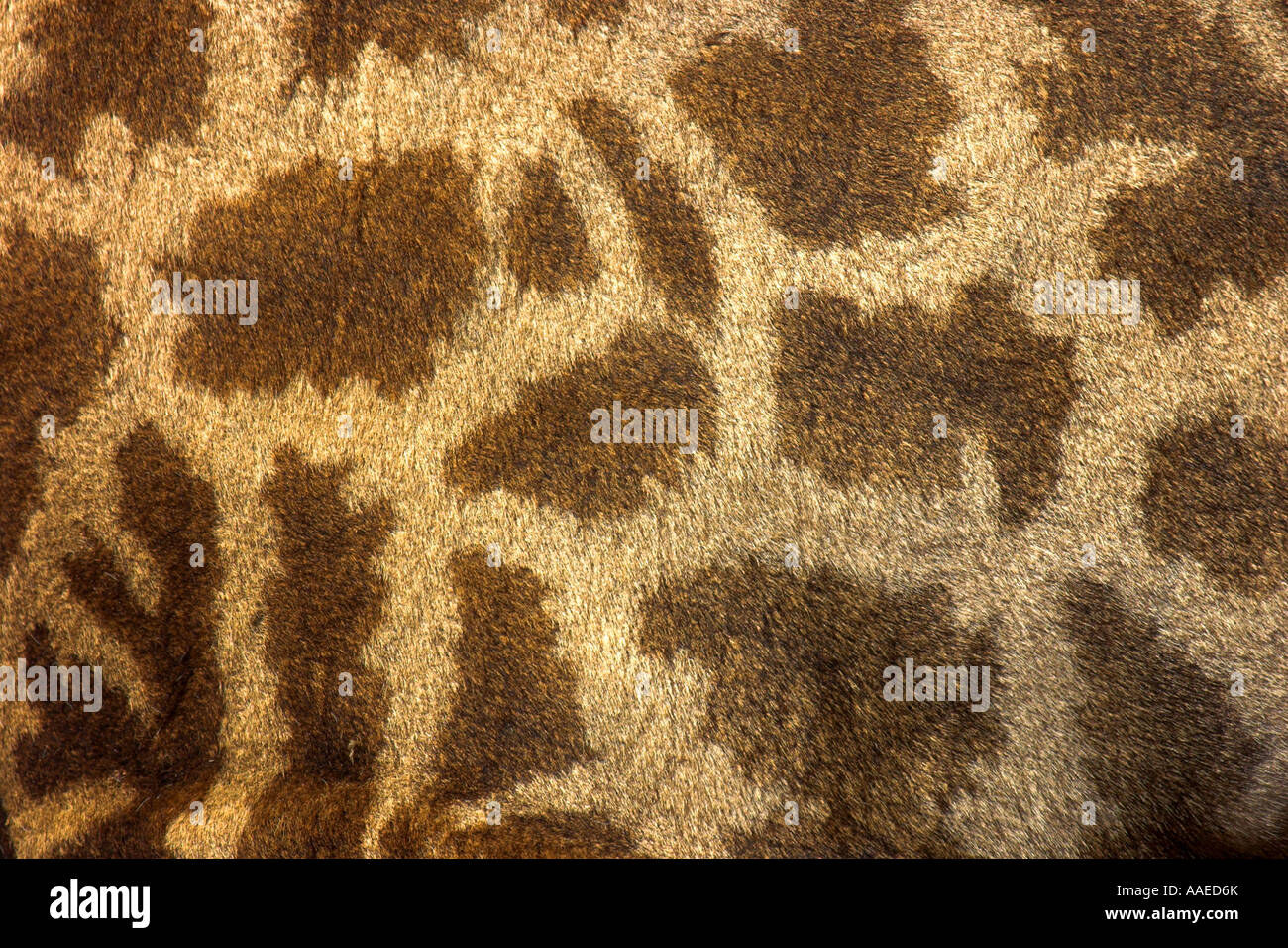 Giraffe pelt hi-res stock photography and images - Alamy