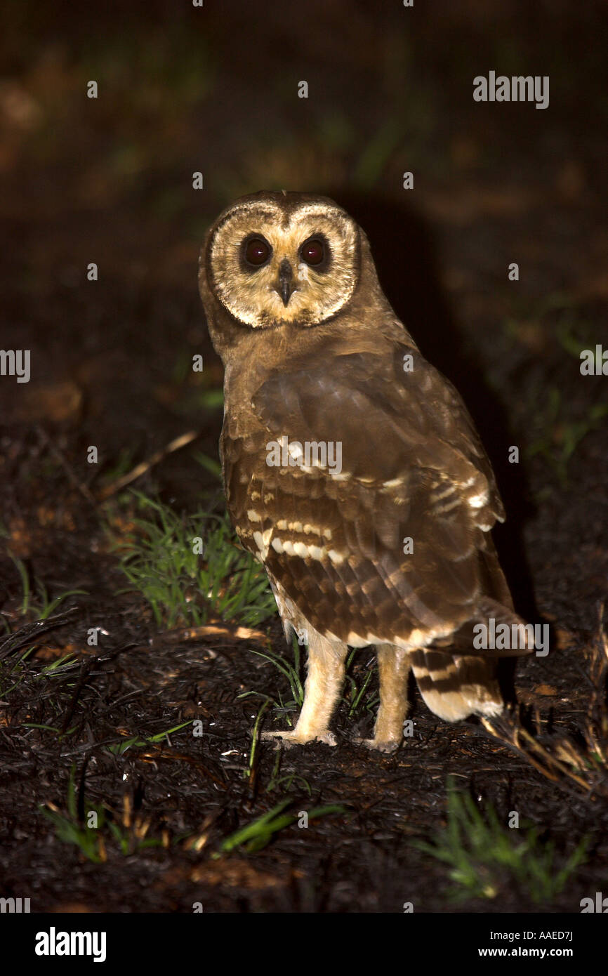 African Marsh Owl Asio Capensis High Resolution Stock Photography and ...