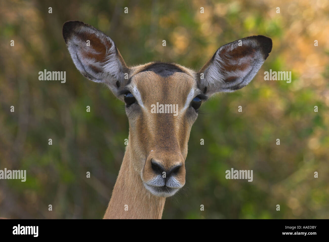 Female impala - South Africa Stock Photo - Alamy