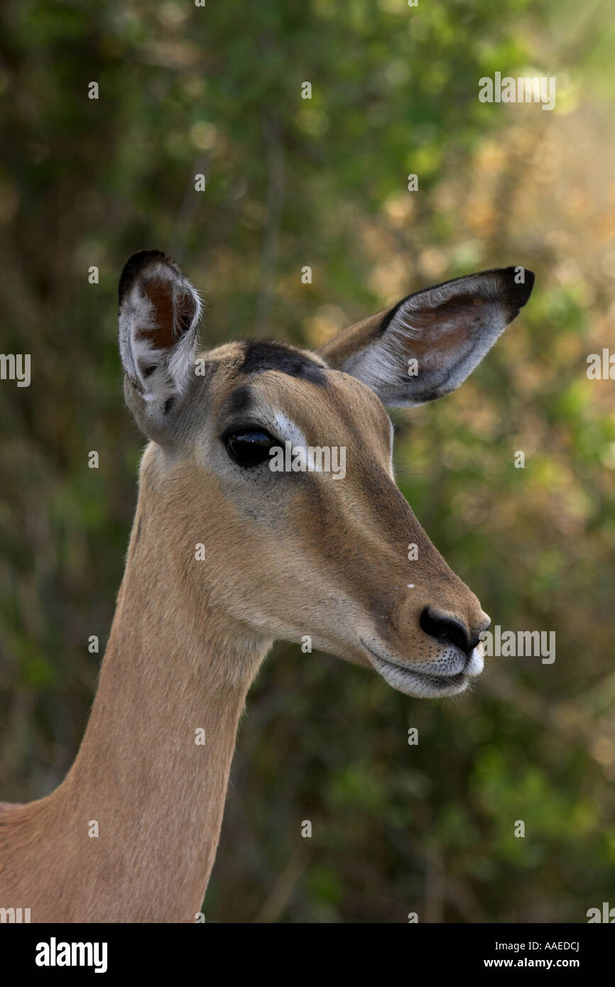 Female impala - South Africa Stock Photo - Alamy