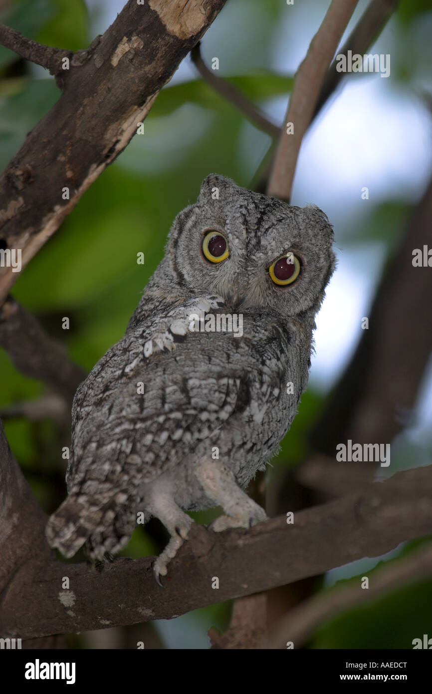 African scops owl - South Africa Stock Photo - Alamy