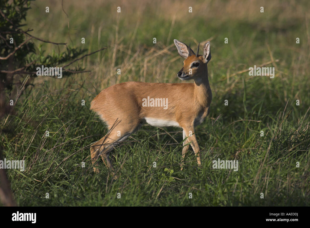 Steinbok - South Africa Stock Photo - Alamy