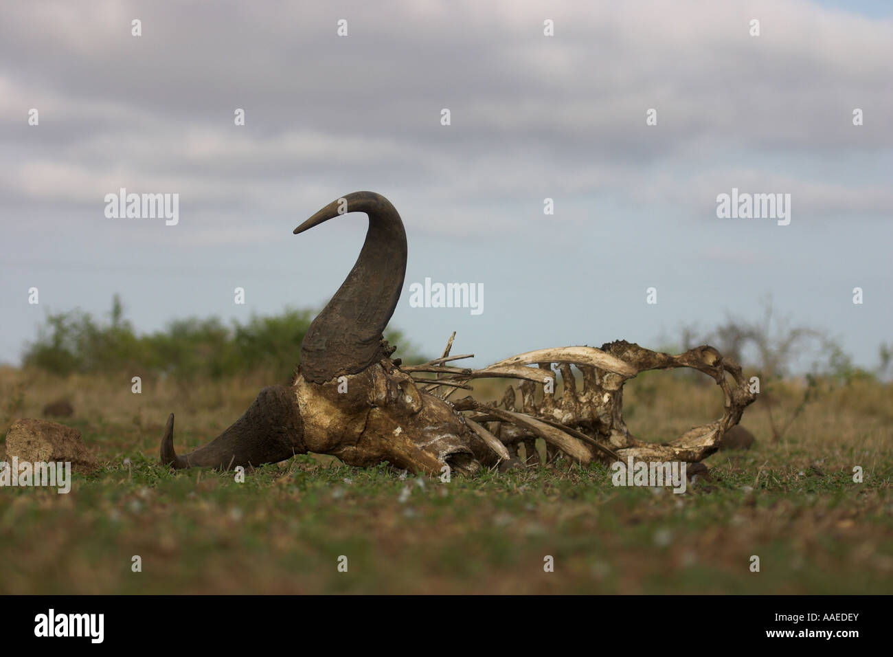 Buffalo carcass/skeleton - Kruger national park South Africa Stock ...