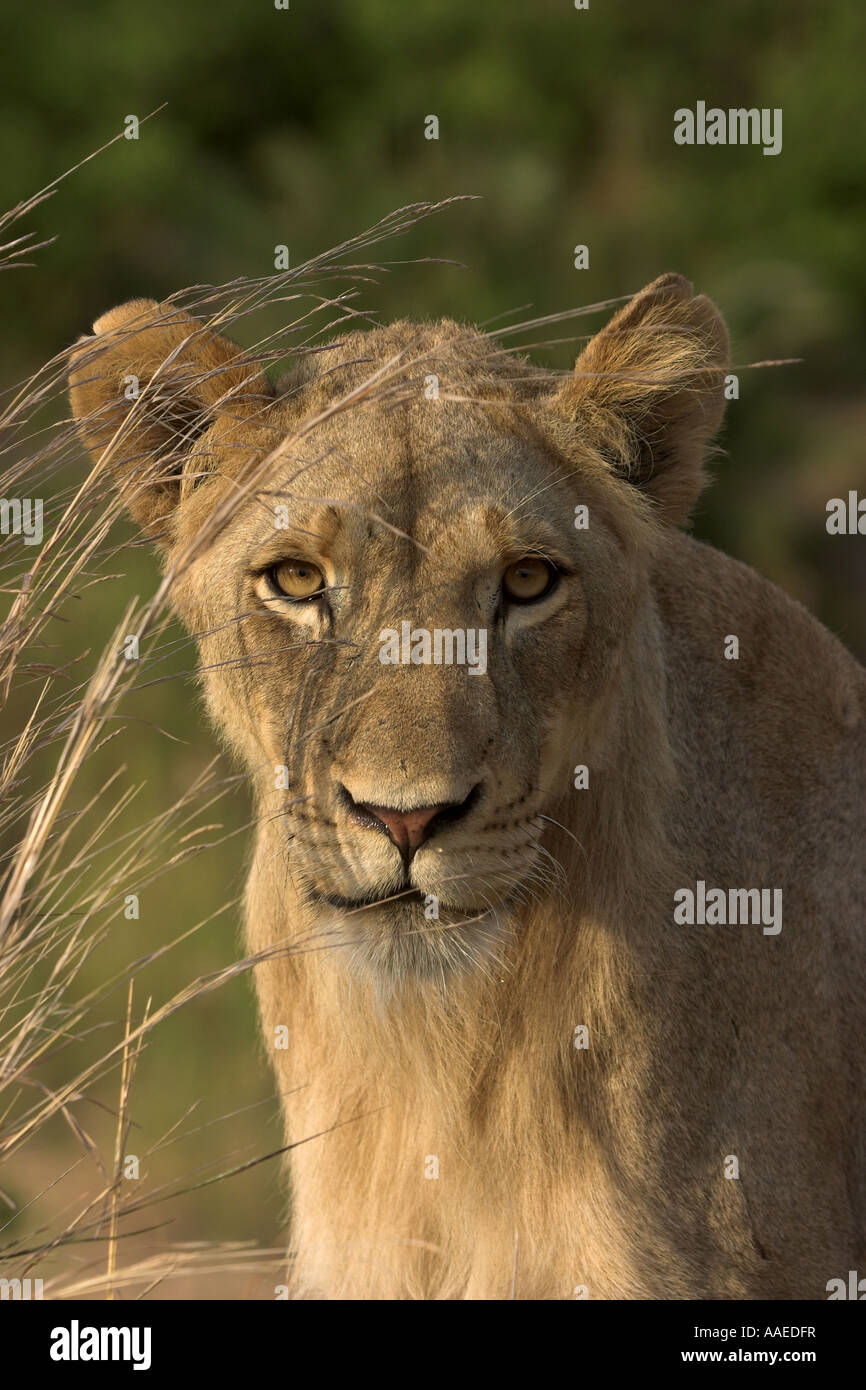Wild lioness - South Africa Stock Photo - Alamy