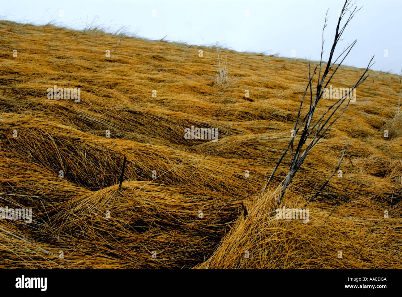 Hibernate in winter and fall hi-res stock photography and images - Alamy