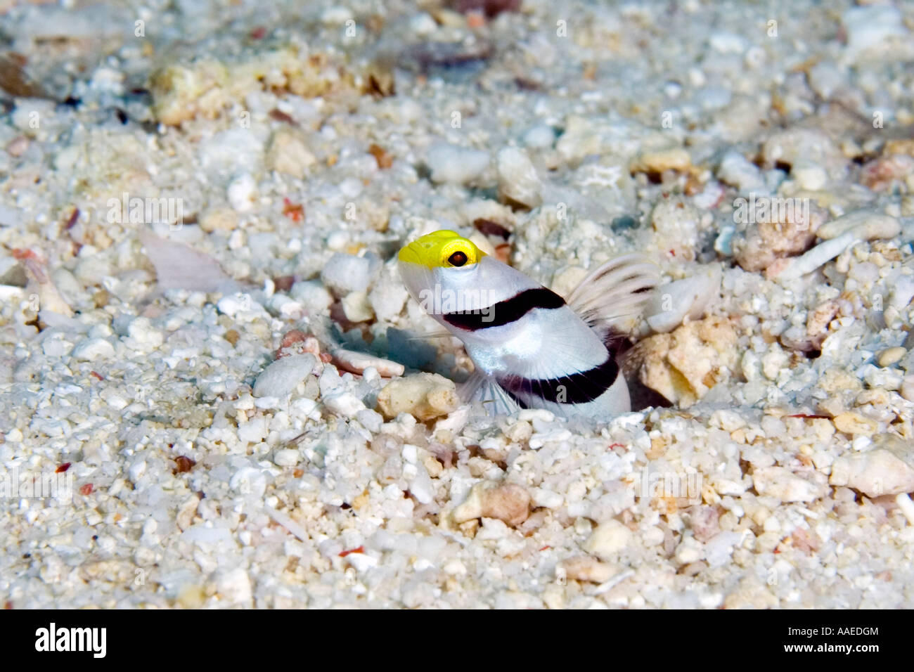 yellownose shrimpgoby, Stonogobiops xanthorhinica Stock Photo - Alamy