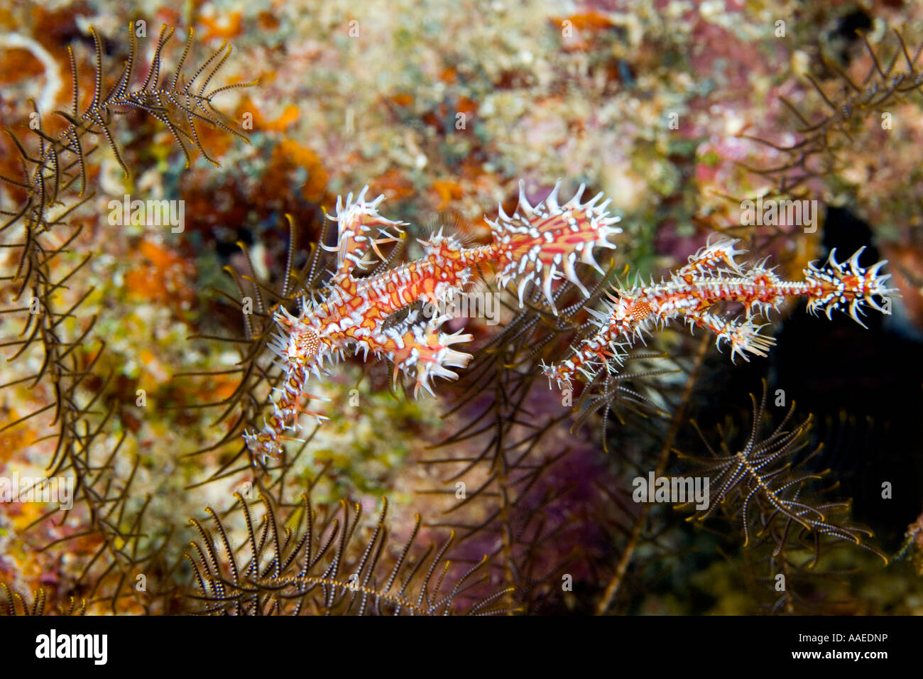 Ghost Pipefishes High Resolution Stock Photography and Images - Alamy