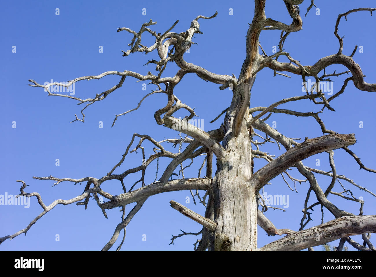 Barkless hi-res stock photography and images - Alamy