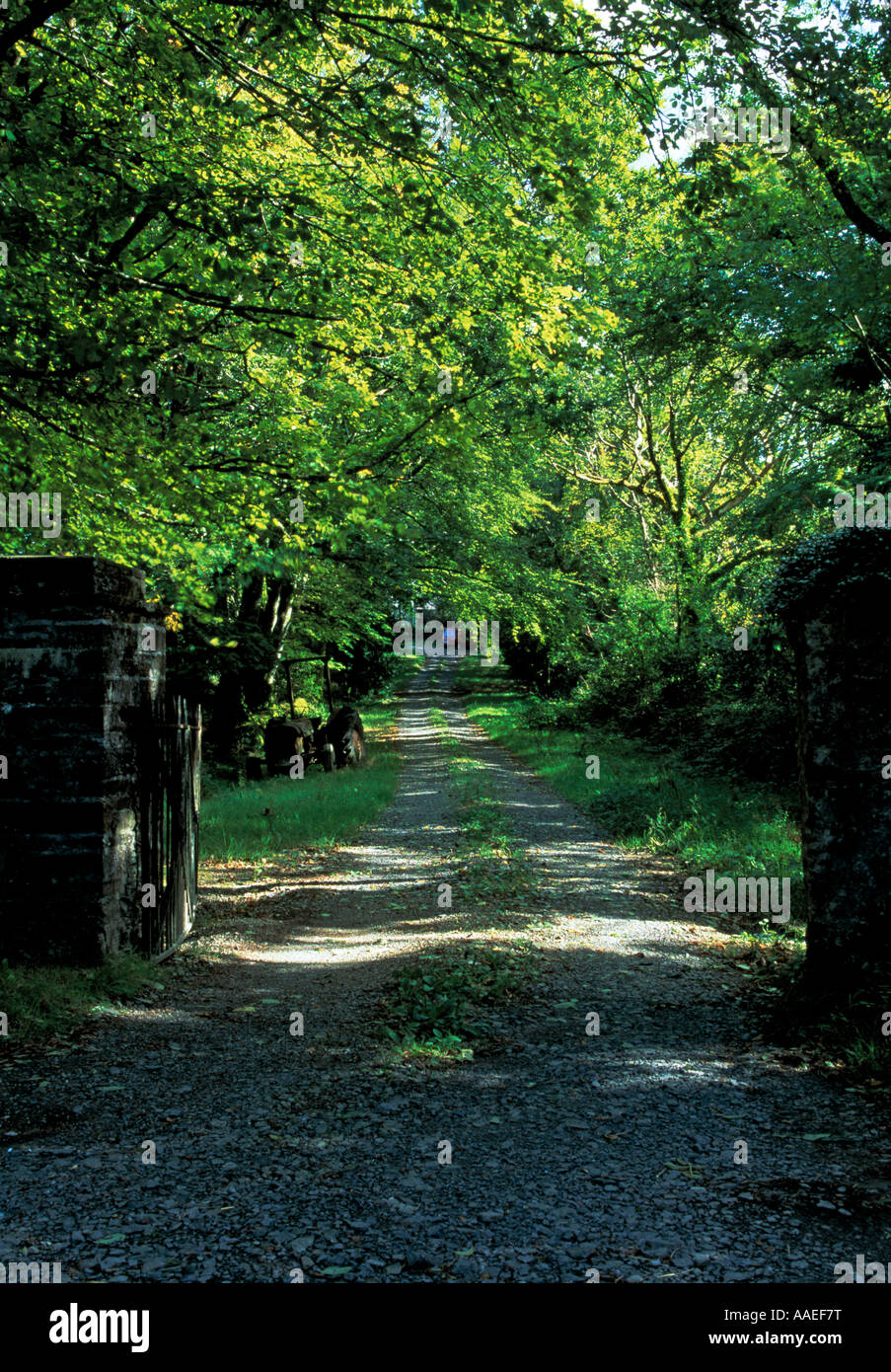 Overhanging trees background hi-res stock photography and images - Alamy