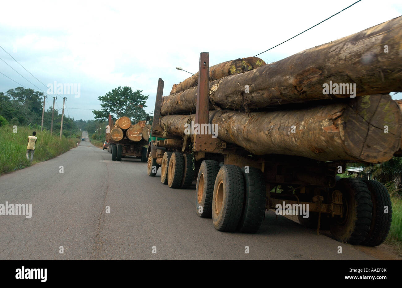 Extensive logging operates in Gabon's vast forests. Convoys of trucks ...