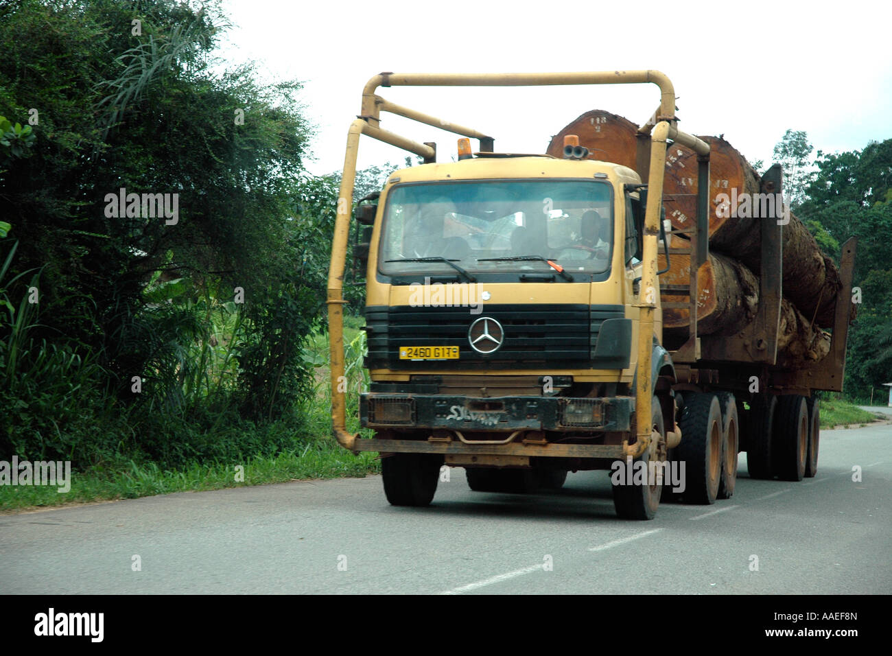 Extensive logging operates in Gabon's vast forests. Convoys of trucks ...
