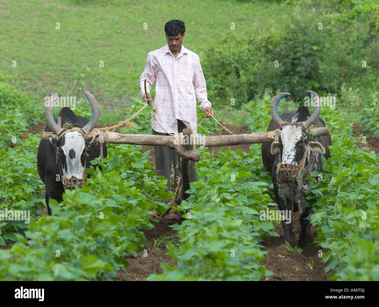 Man plowing with cow in vegetable field, Aurangabad, India Stock Photo ...