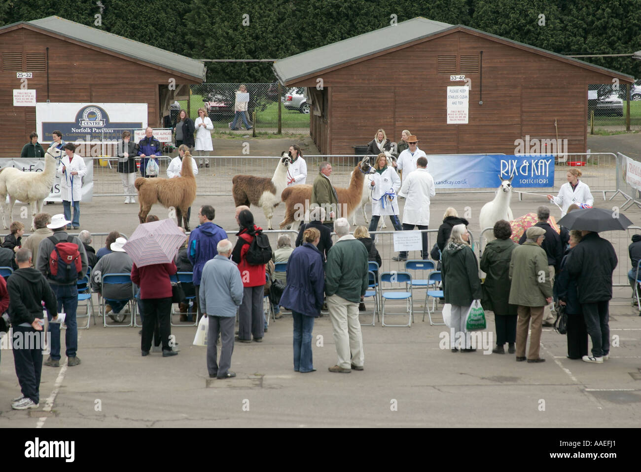 English lama hi-res stock photography and images - Alamy