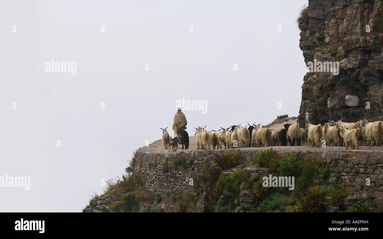 Herding sheep in the Himalayas, North India Stock Photo - Alamy