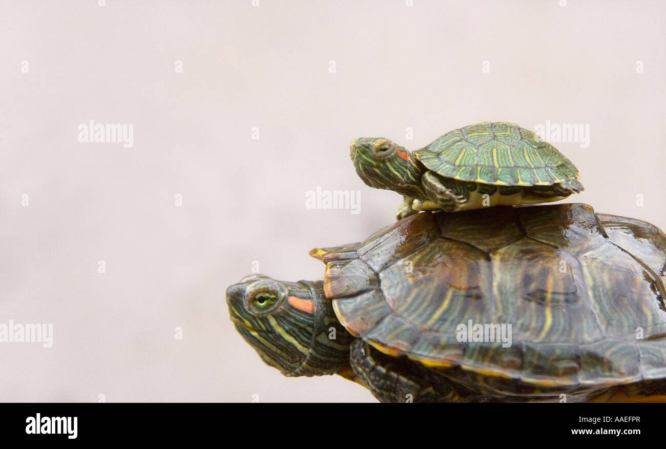Baby turtle riding on mother's back, China Stock Photo - Alamy