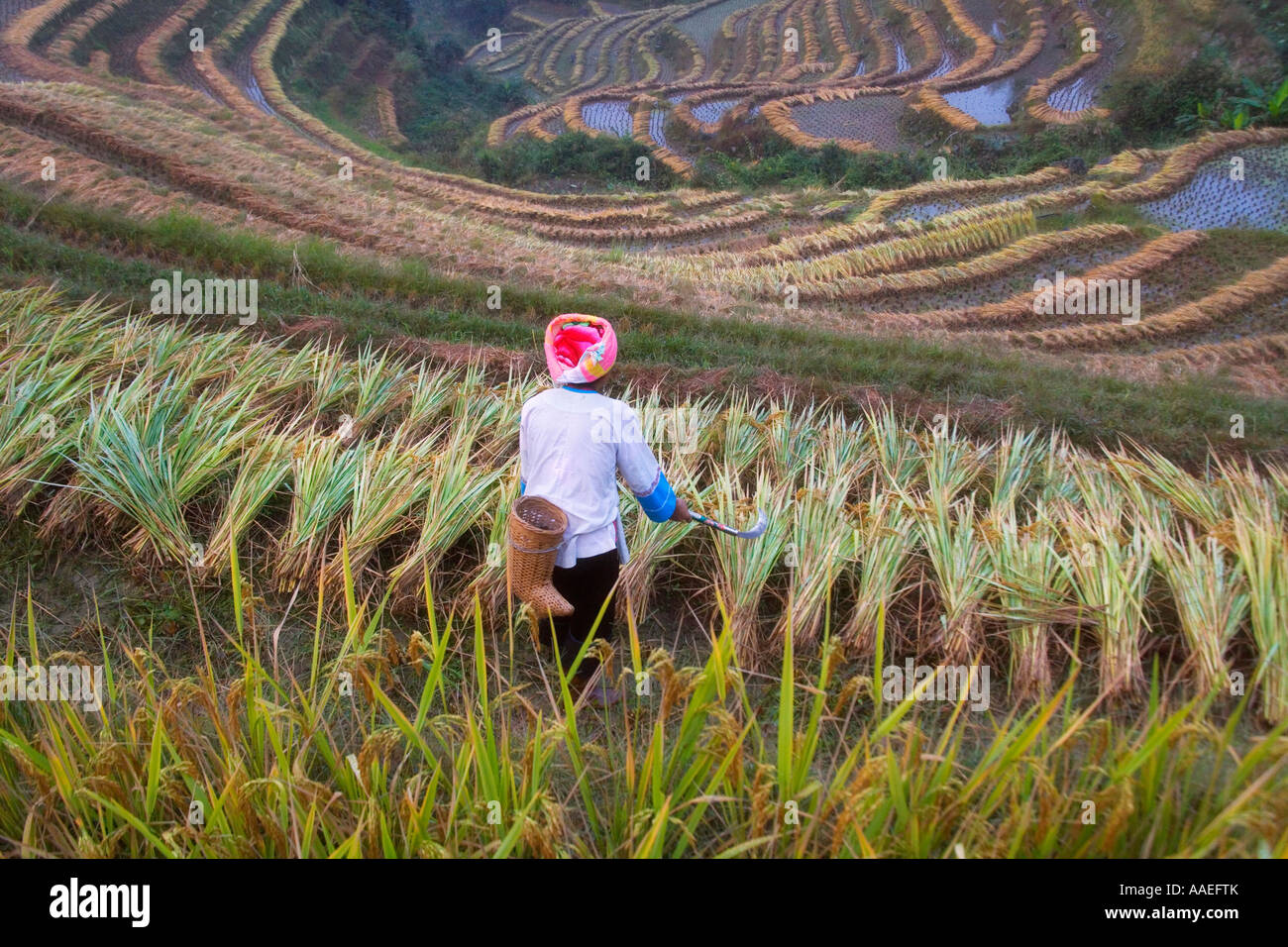 Girl harvesting rice hi-res stock photography and images - Alamy