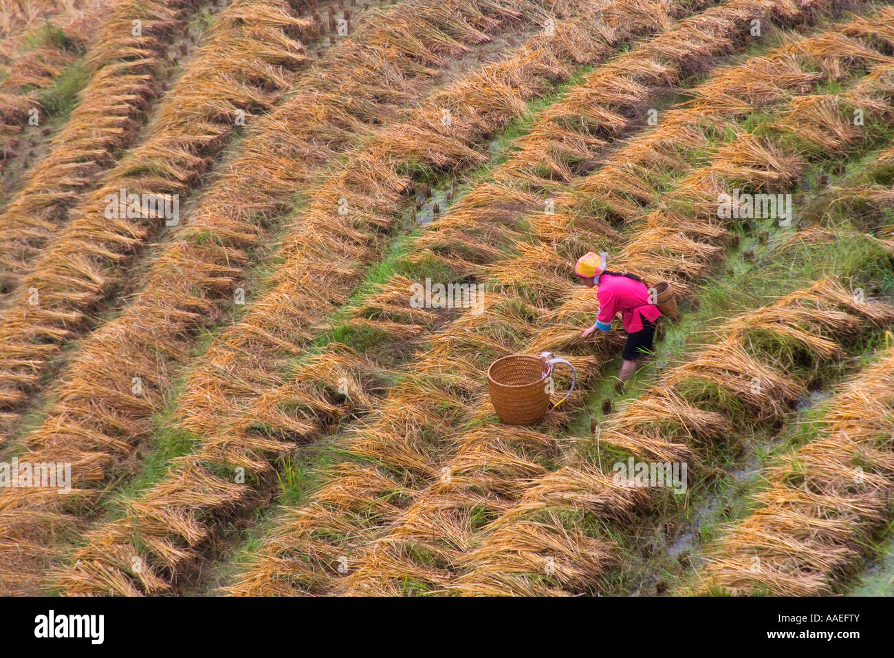 Zhuang girl harvesting rice on rice terraces in the mountain in mist ...