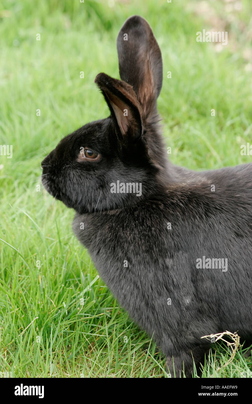Black colour fur hi-res stock photography and images - Alamy