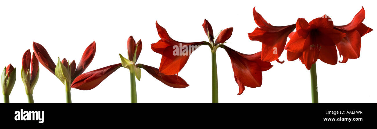 Amaryllis flower , stages of development , hippeastrum red lion . Four ...