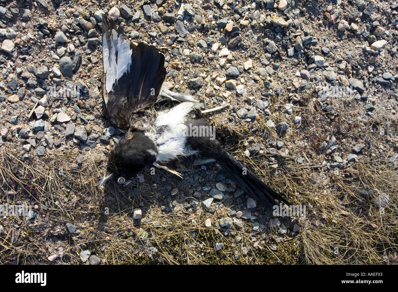 Dead magpie hi-res stock photography and images - Alamy