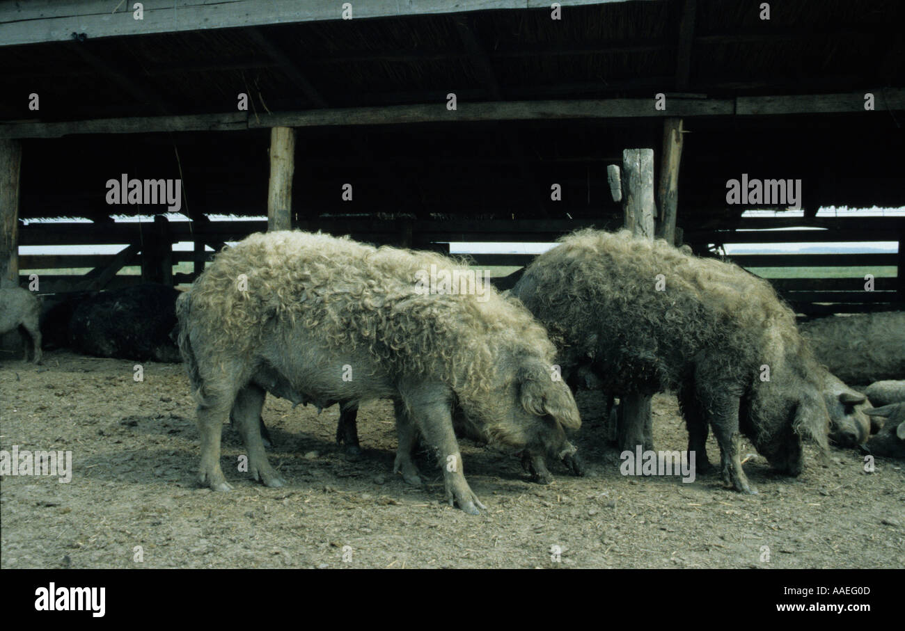 Ancient breed of curly haired Hungarian pigs in the Kiskunsag National ...