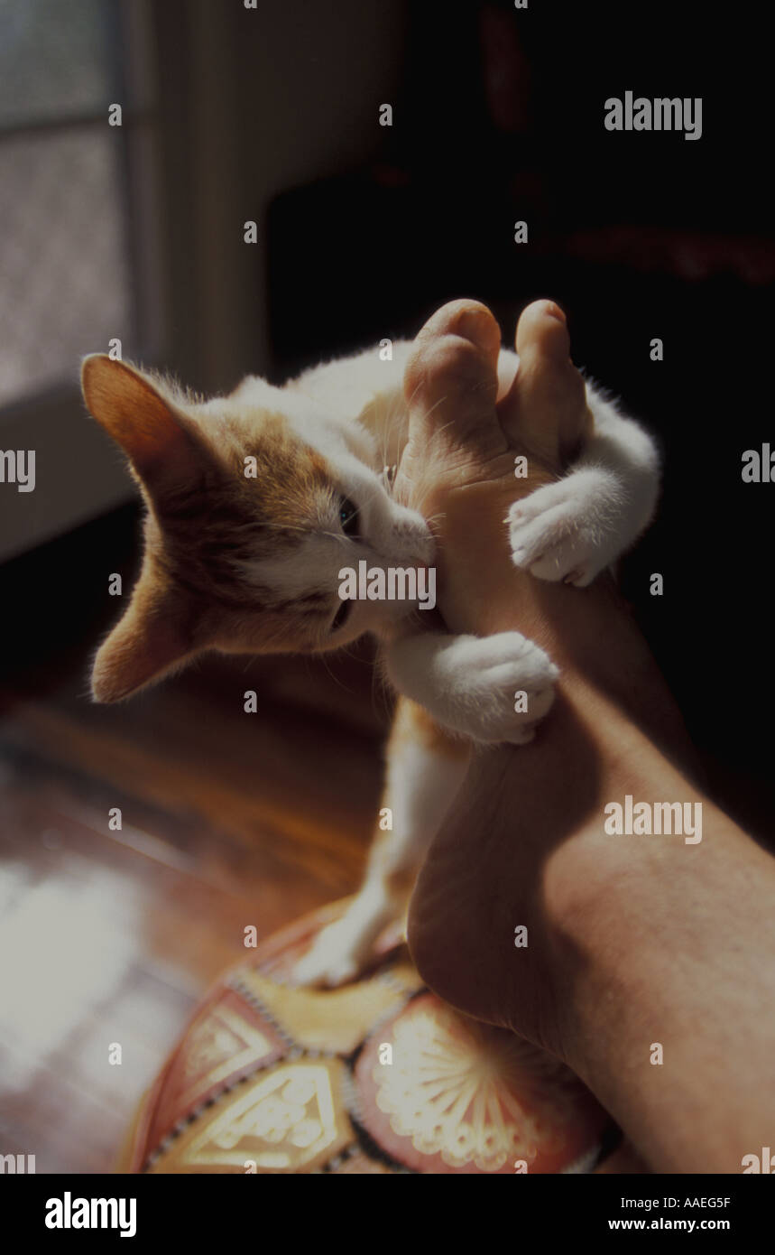 Kitten biting foot Stock Photo - Alamy