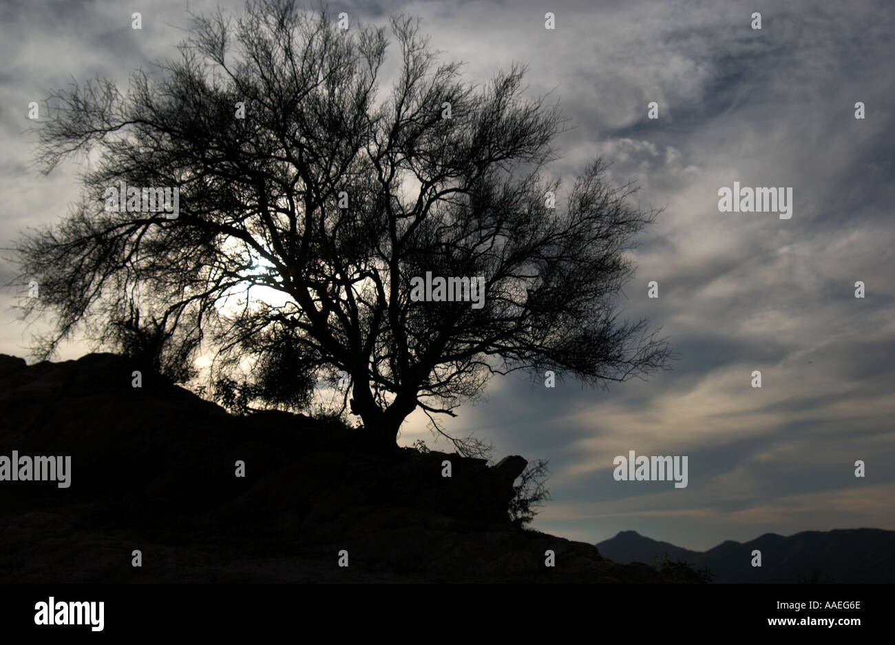 Tree at nightfall Stock Photo - Alamy
