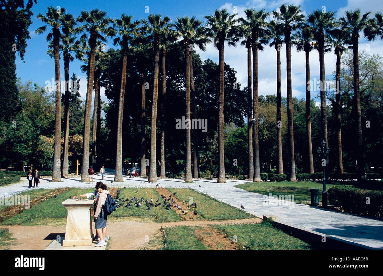 Giant palm trees National Garden Syntagma Athens Greece Stock Photo - Alamy