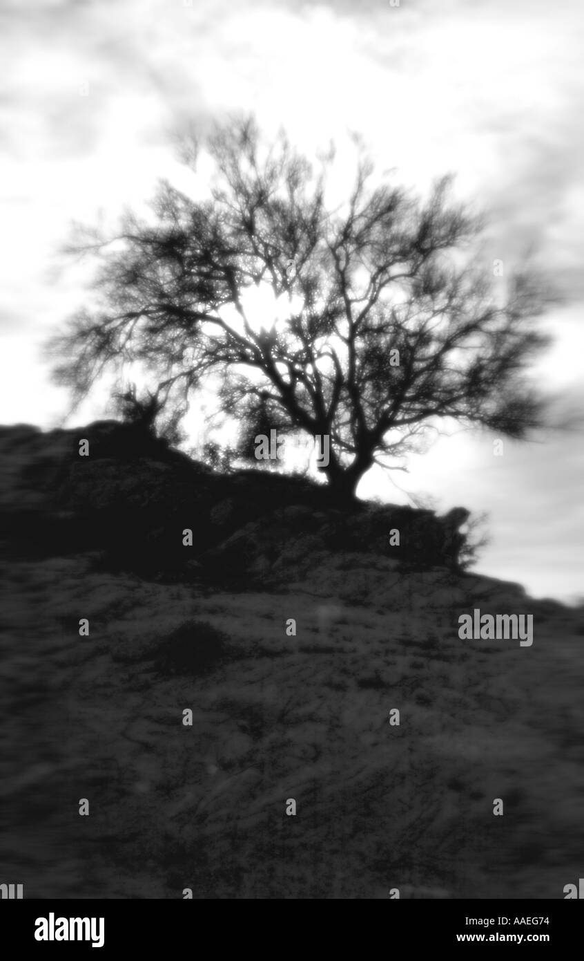 Storm night tree Black and White Stock Photos & Images - Alamy