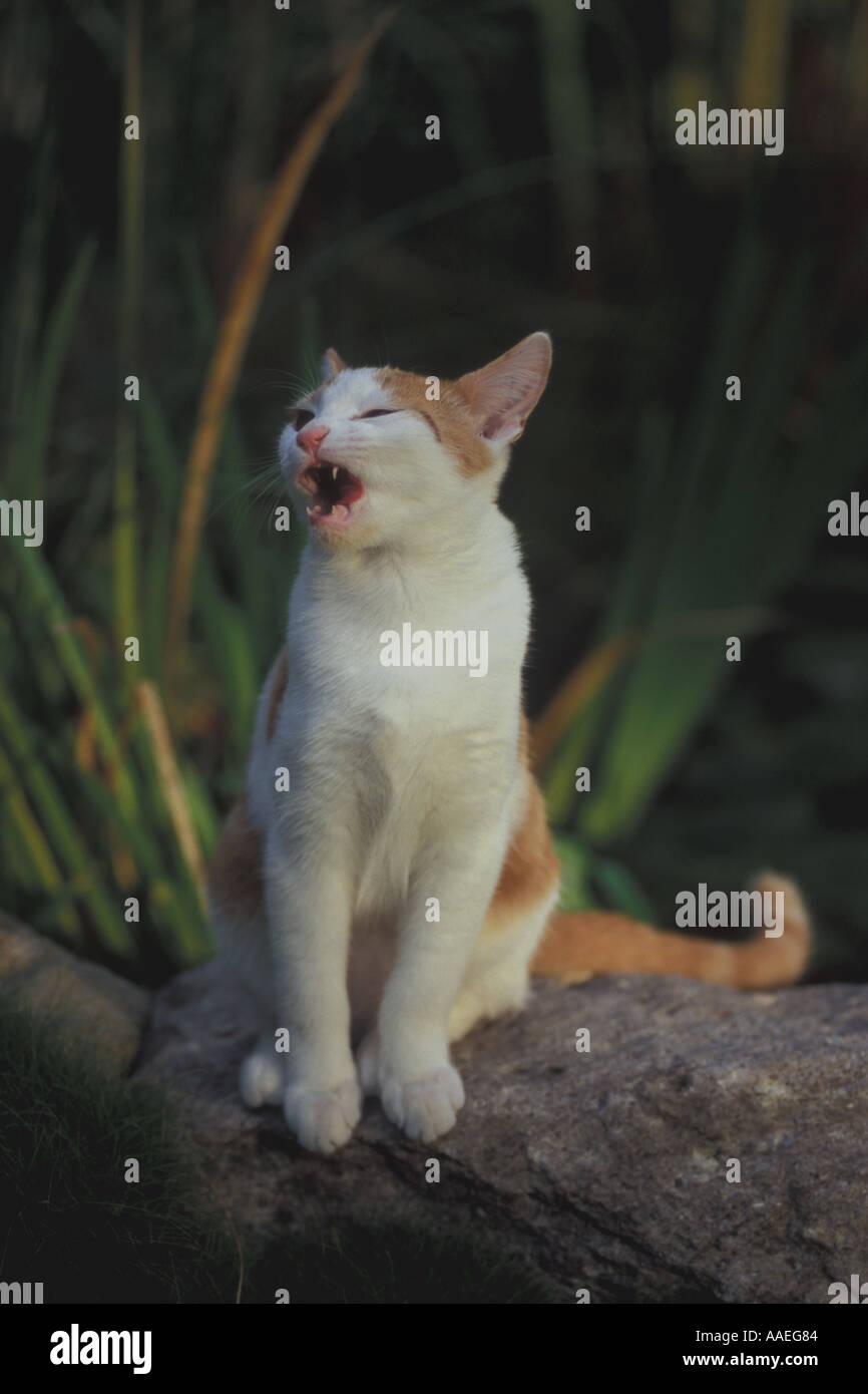 Kitten making a funny face Stock Photo - Alamy