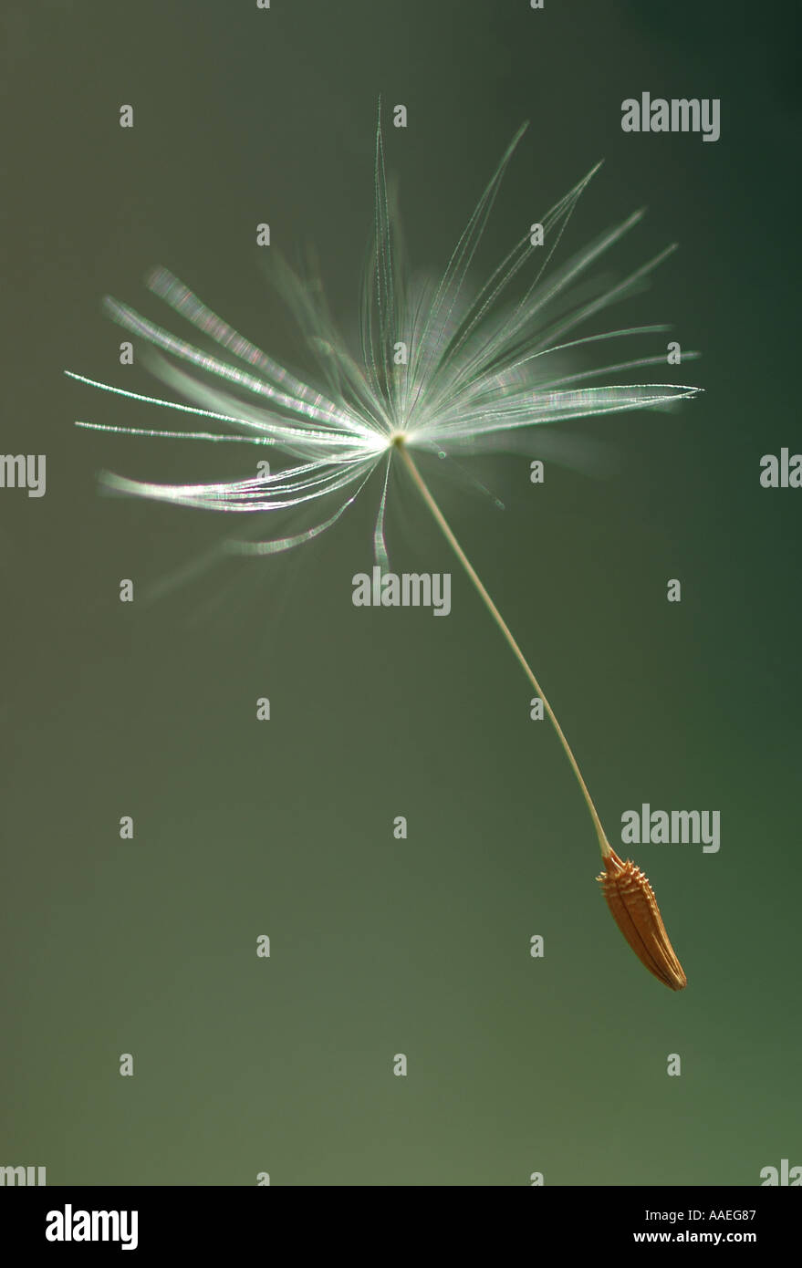 Suspended seed pods hi-res stock photography and images - Alamy