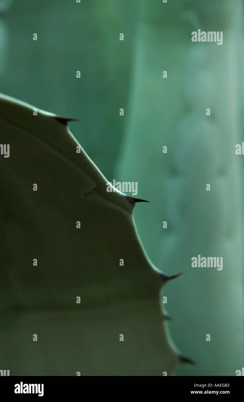 Century cactus hi-res stock photography and images - Alamy