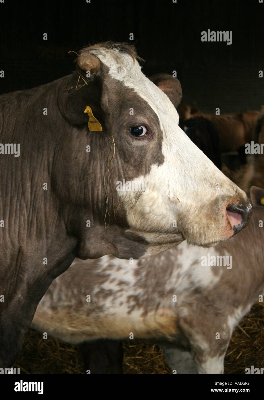 side view of a cow Stock Photo - Alamy