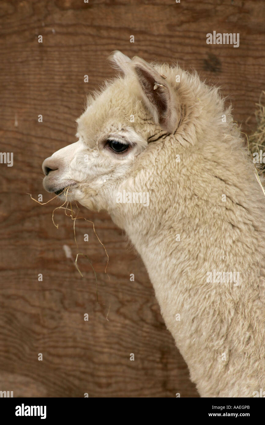 Huacaya breed hi-res stock photography and images - Alamy