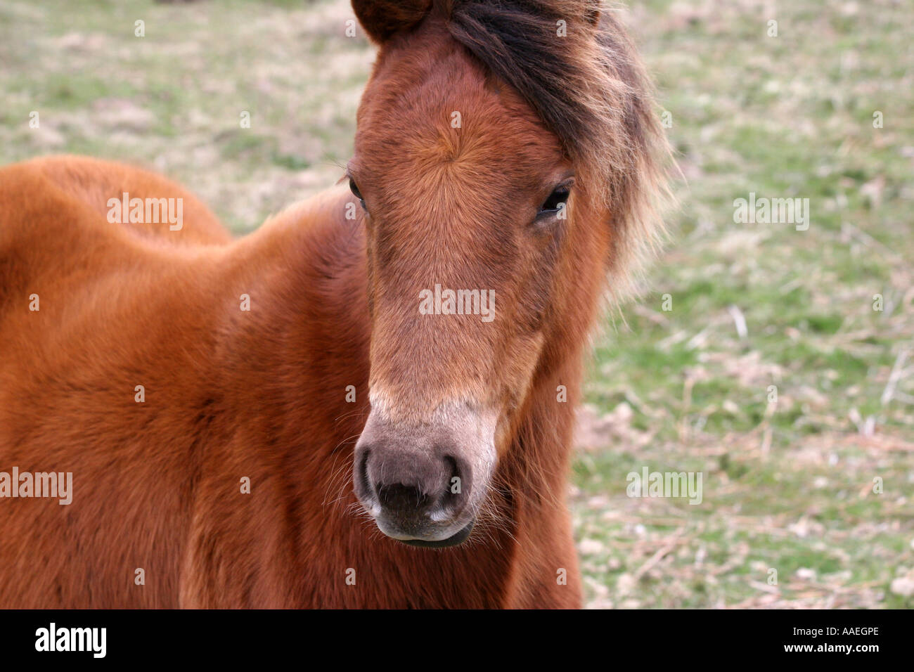Brown hairy pony grazing hi-res stock photography and images - Alamy