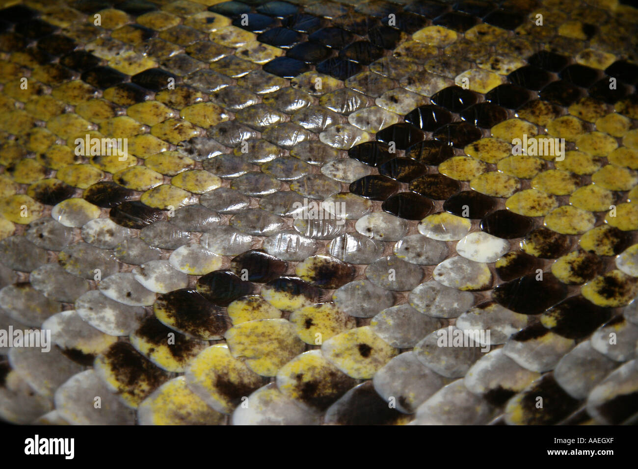 Glistening scales hi-res stock photography and images - Alamy