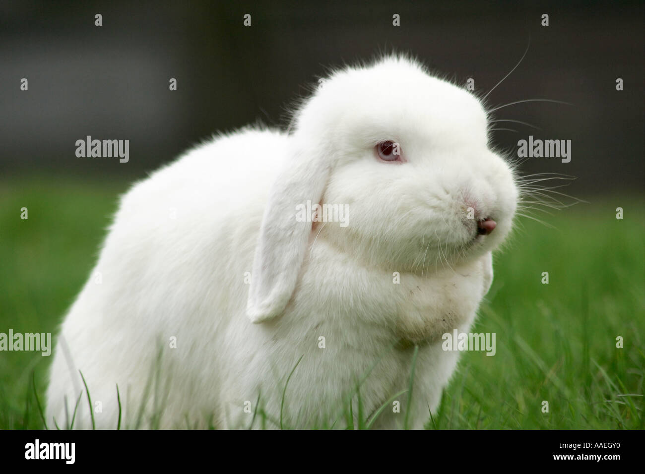 A small white Lop-eared Bunny Rabbit (Oryctolagus cuniculus) sitting ...