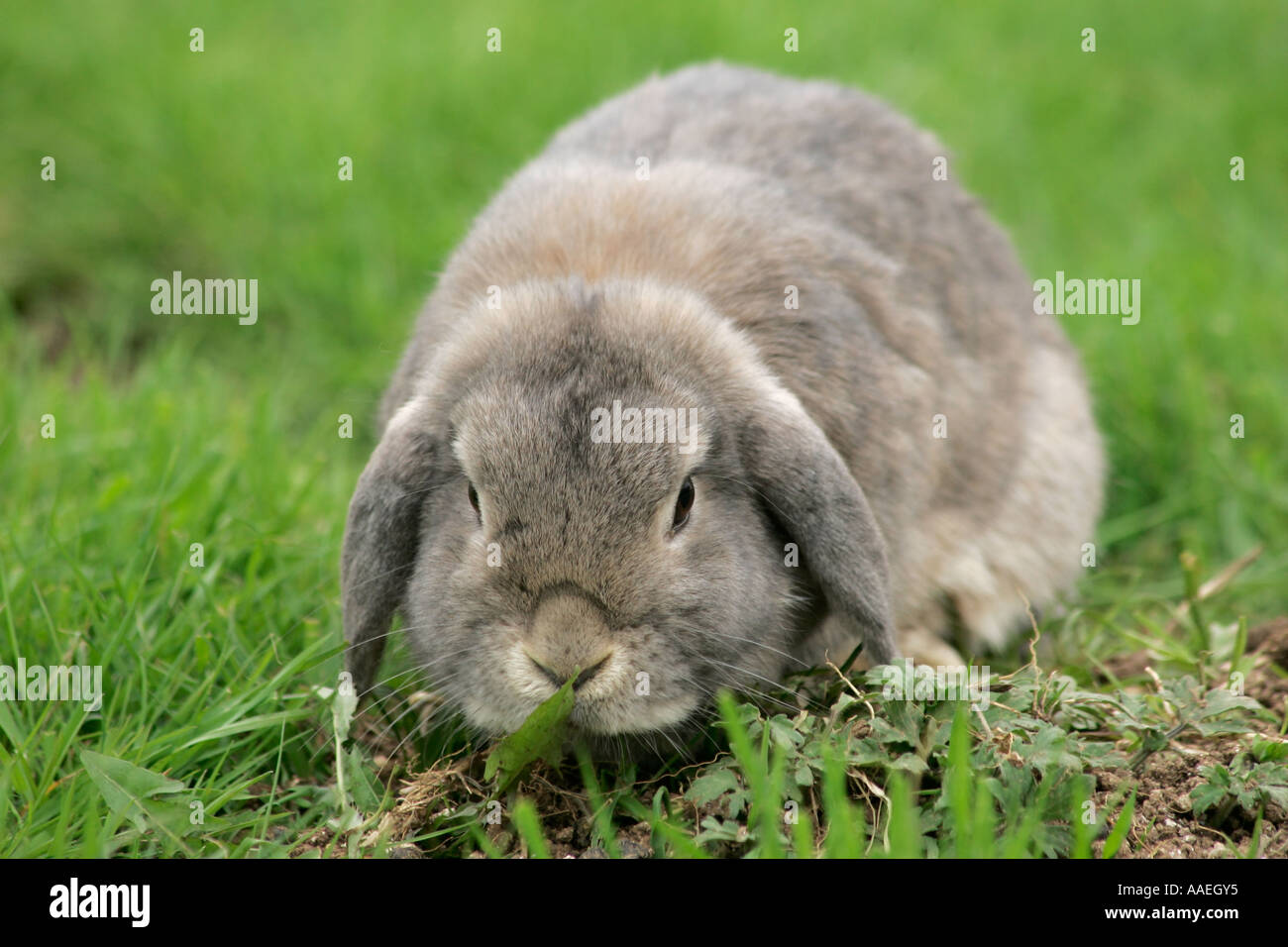 Droopy eared rabbit hi-res stock photography and images - Alamy