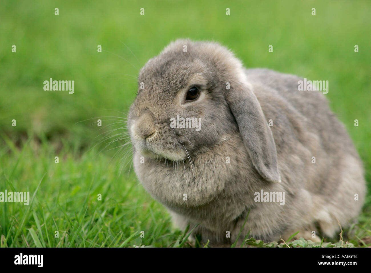 A single grey Lop-eared Bunny Rabbit (Oryctolagus cuniculus) sitting ...