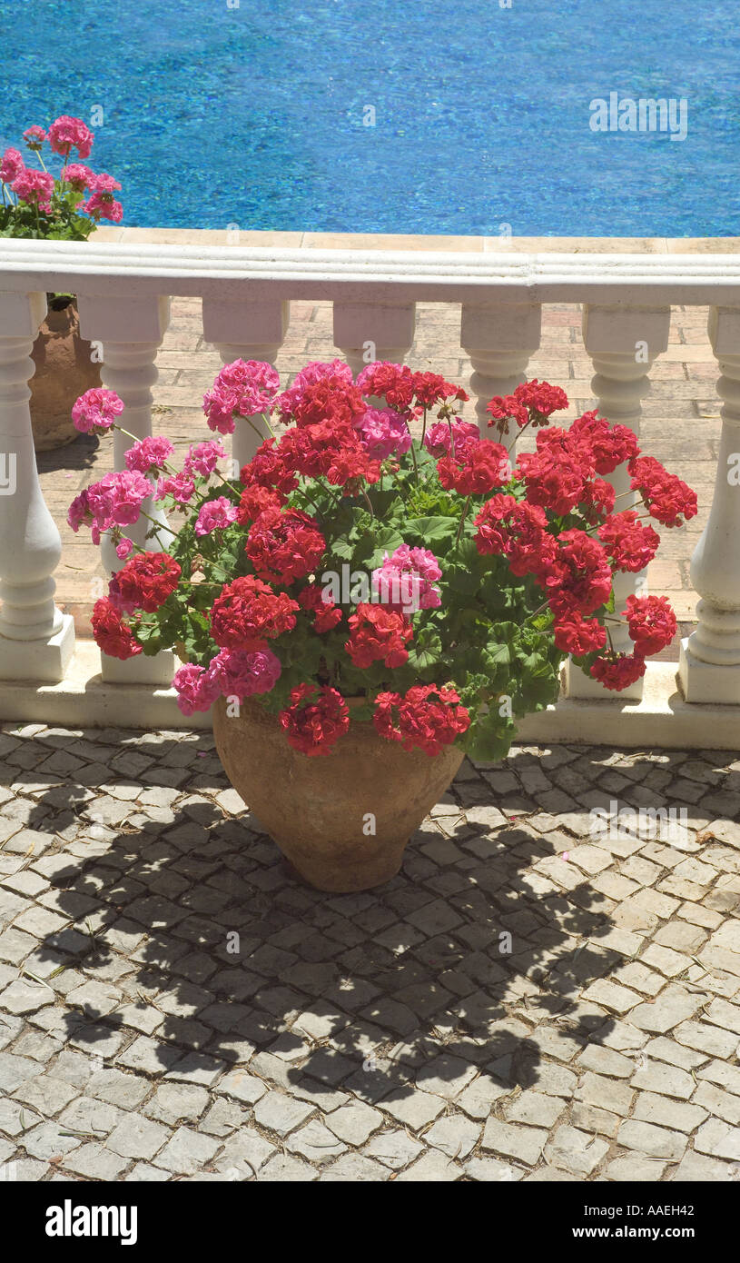 Red geraniums in pot hi-res stock photography and images - Alamy