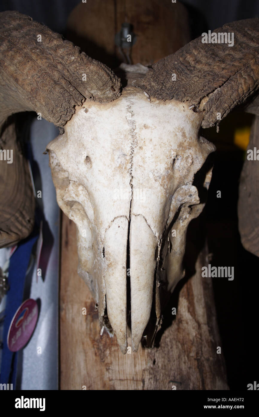 SHEEP SKULL OUTBACK STATION AUSTRALIA BAPD2068 Stock Photo - Alamy