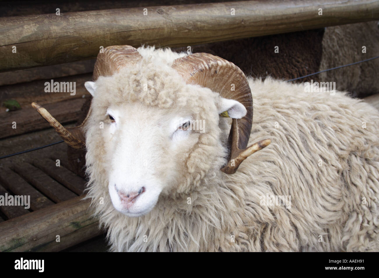 Shear outback hi-res stock photography and images - Alamy