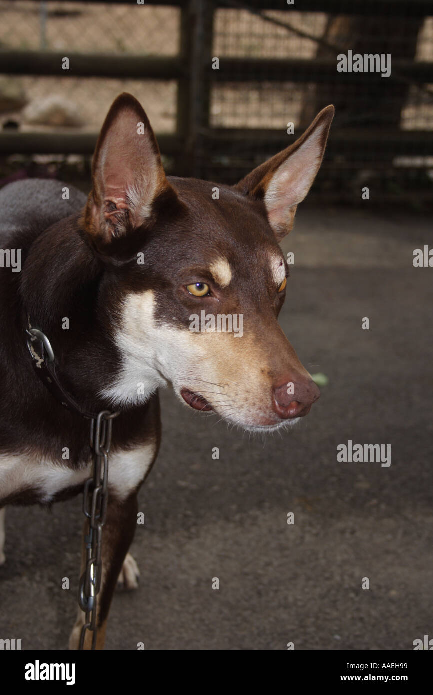 Kelpie cattle dog cross hi-res stock photography and images - Alamy