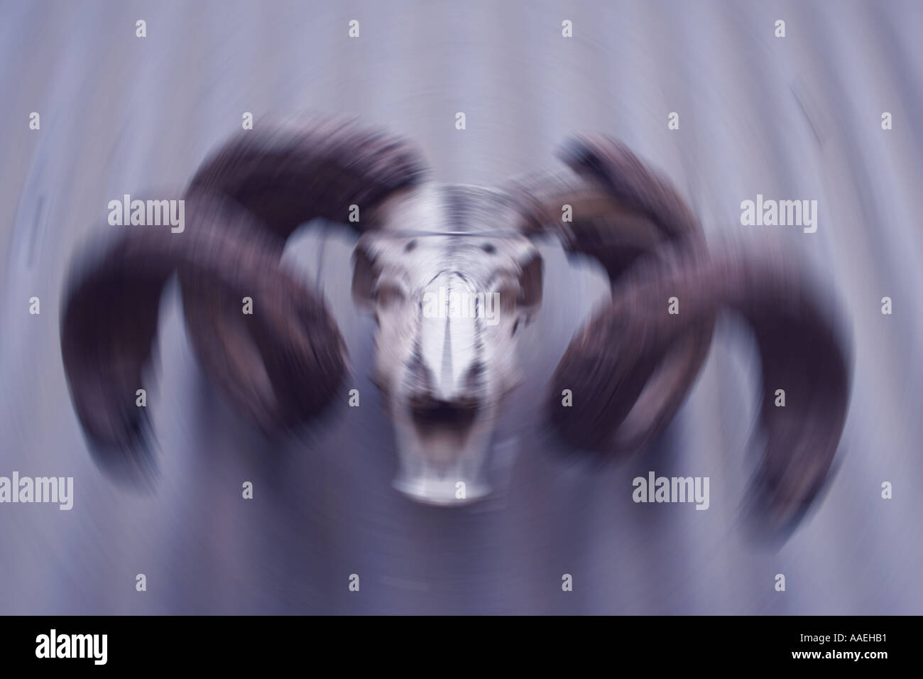COLOURFUL DEAD SHEEP SKULL OUTBACK STATION BAPD2098 Stock Photo - Alamy