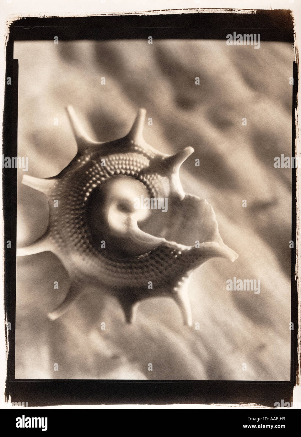 Black and white shell hi-res stock photography and images - Alamy